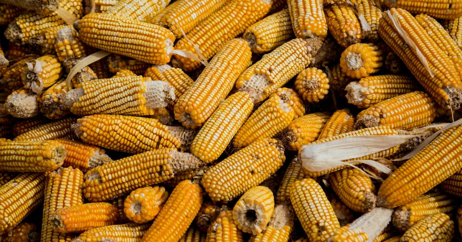Genetically Engineering Corn in the Classroom: A Hands-On CRISPR-Cas9 ...