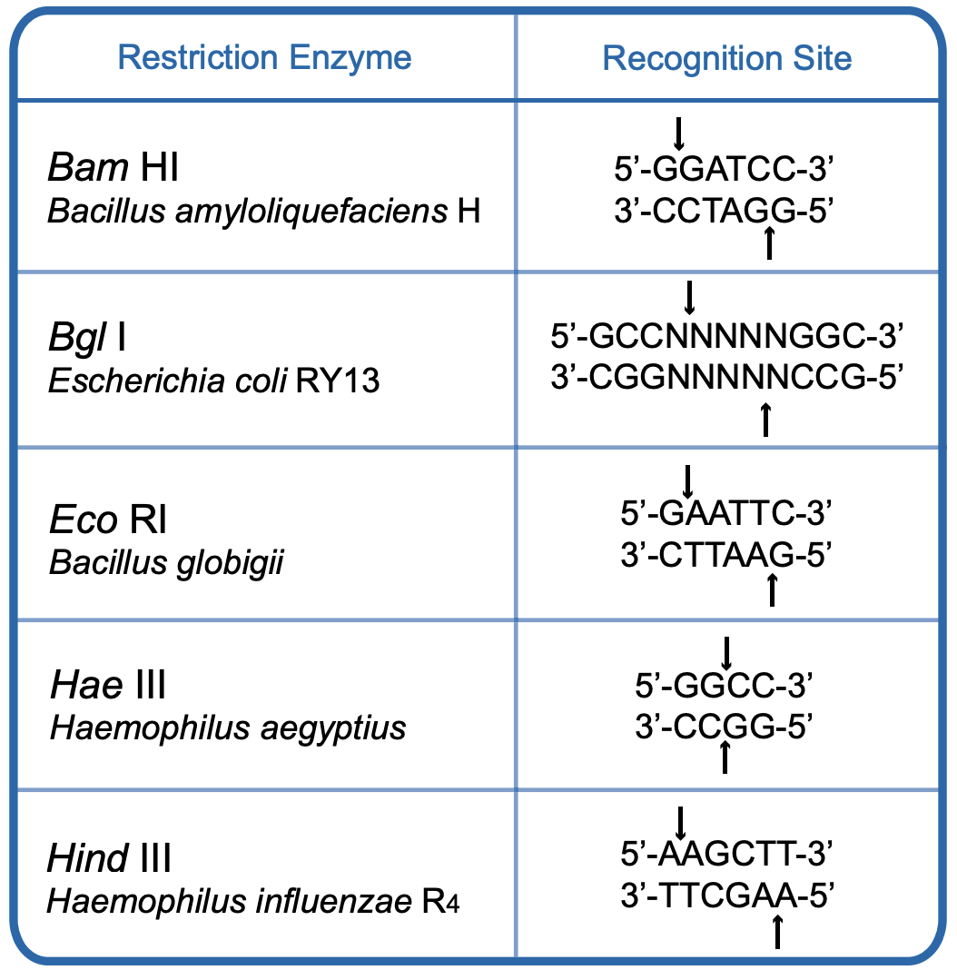 Restriction Enzymes versus CRISPR-Cas – The Official Blog of Edvotek®